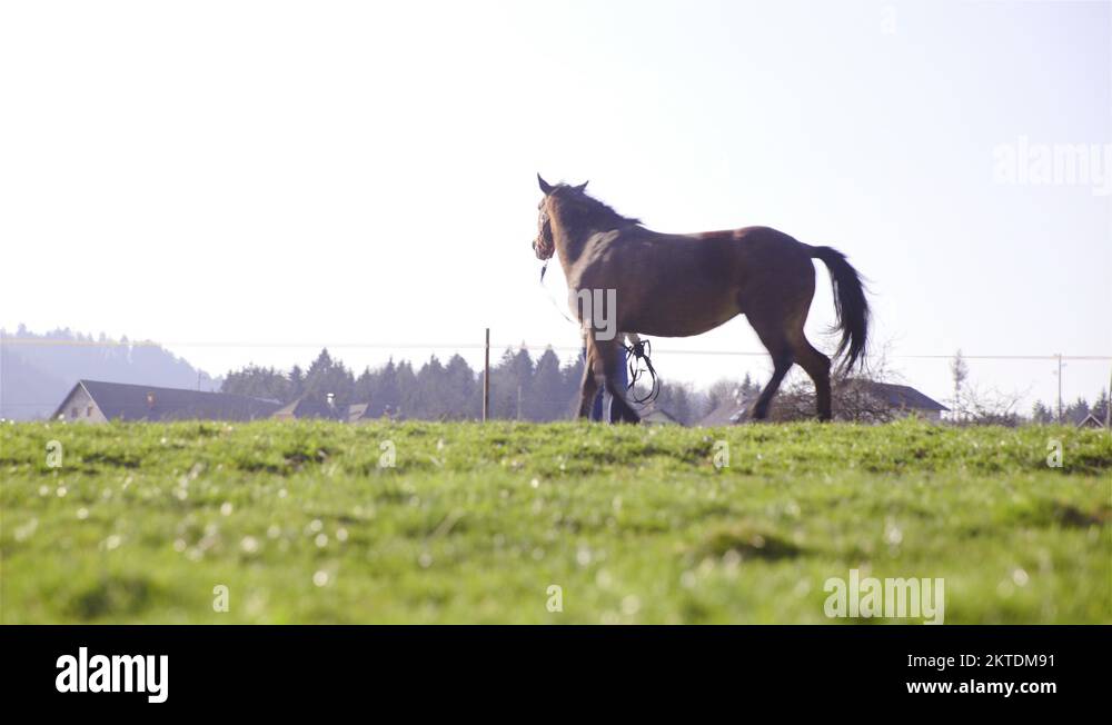 Bad horse Stock Videos & Footage - HD and 4K Video Clips - Alamy