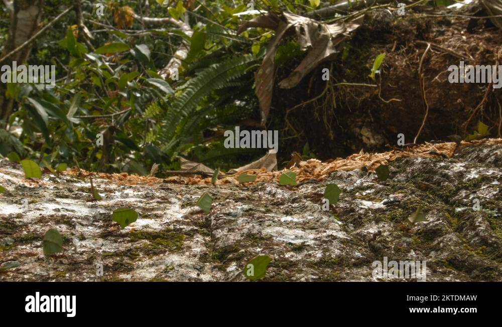 Tree cutter ants Stock Videos & Footage - HD and 4K Video Clips - Alamy