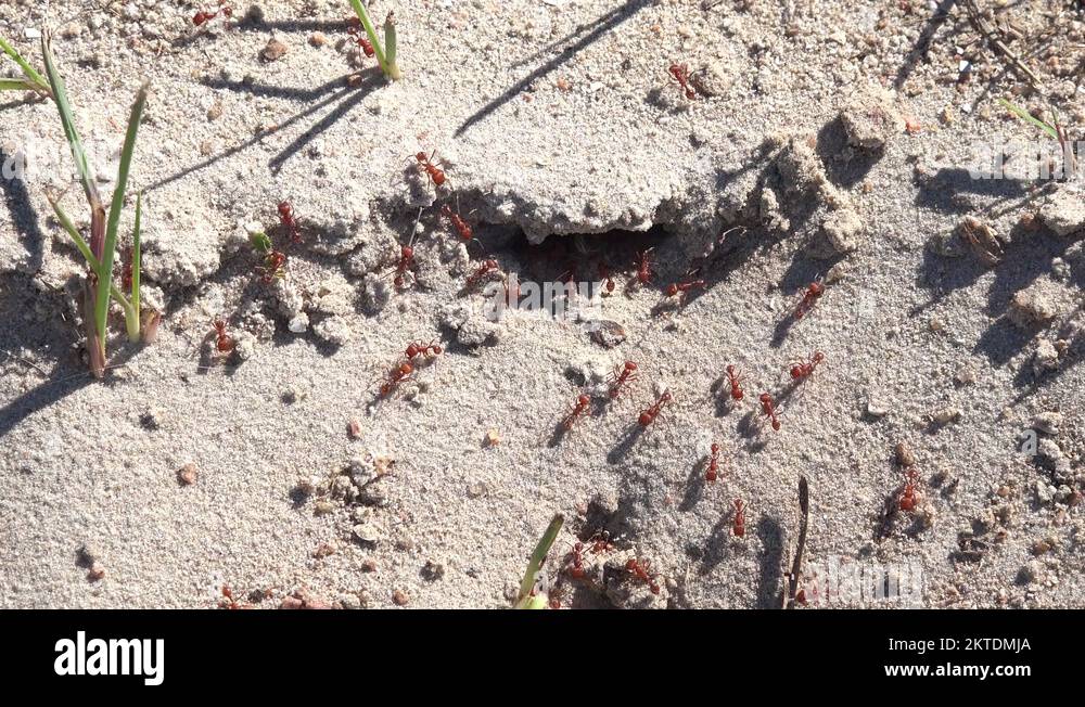 Stinging ants Stock Videos & Footage - HD and 4K Video Clips - Alamy