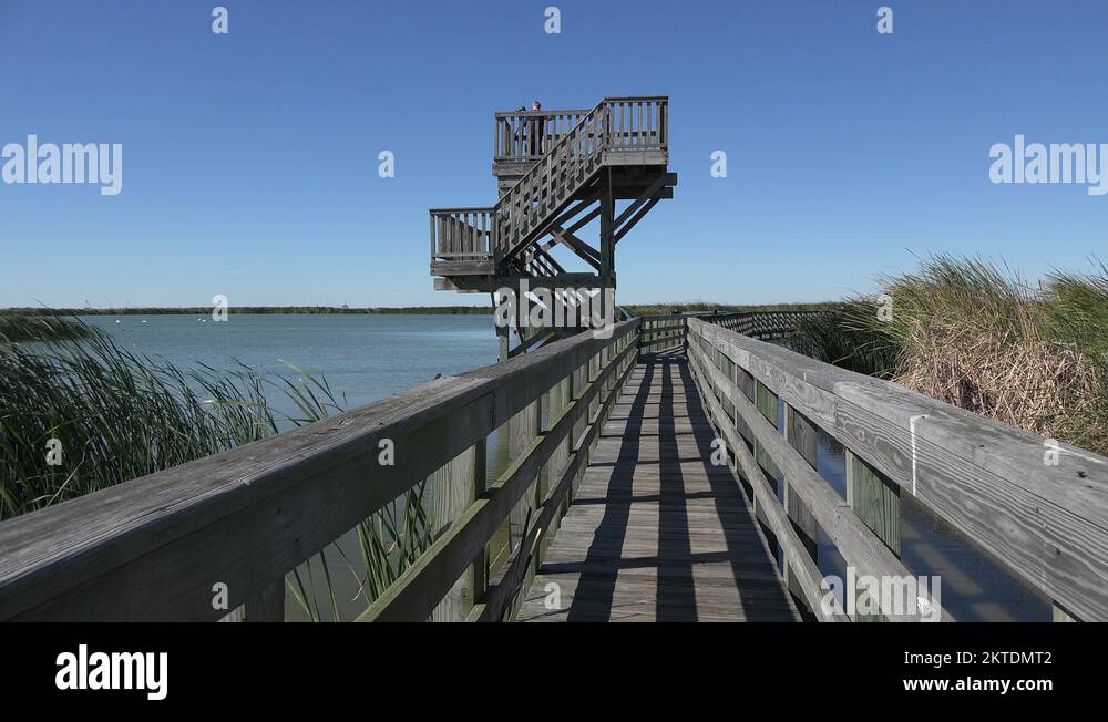 Texas birding Stock Videos & Footage - HD and 4K Video Clips - Alamy