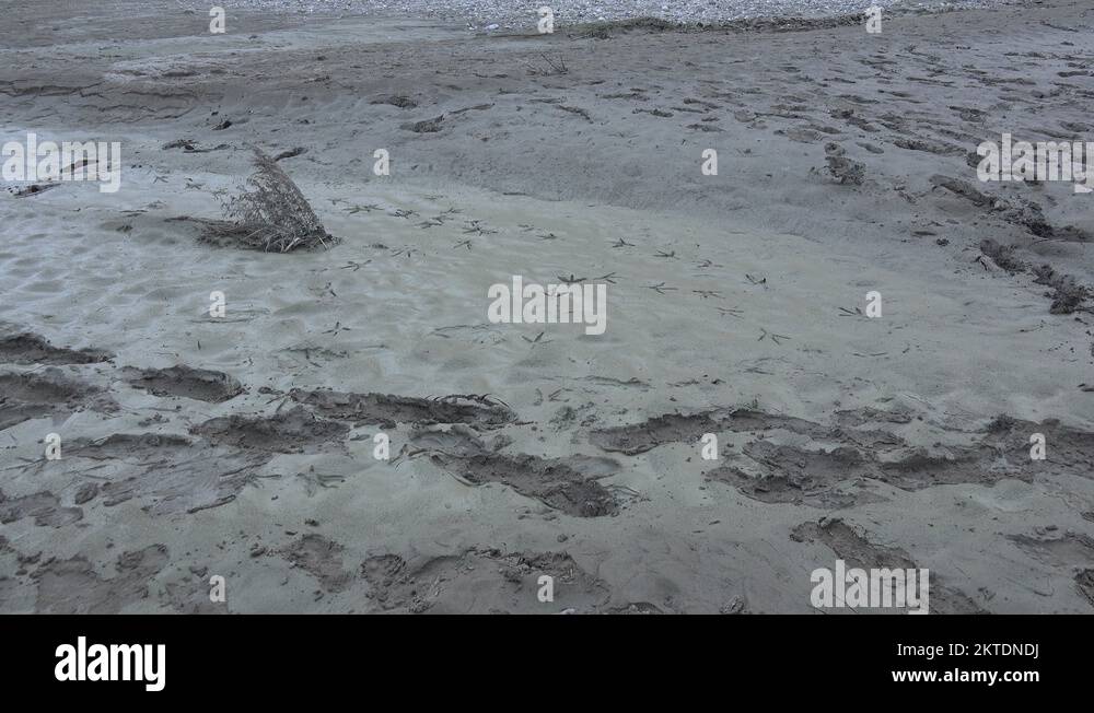Bird footprints in mud Stock Videos & Footage - HD and 4K Video Clips ...