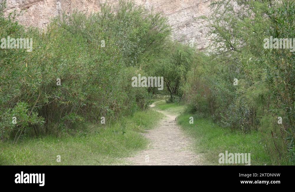 Path through vegetation Stock Videos & Footage - HD and 4K Video Clips ...