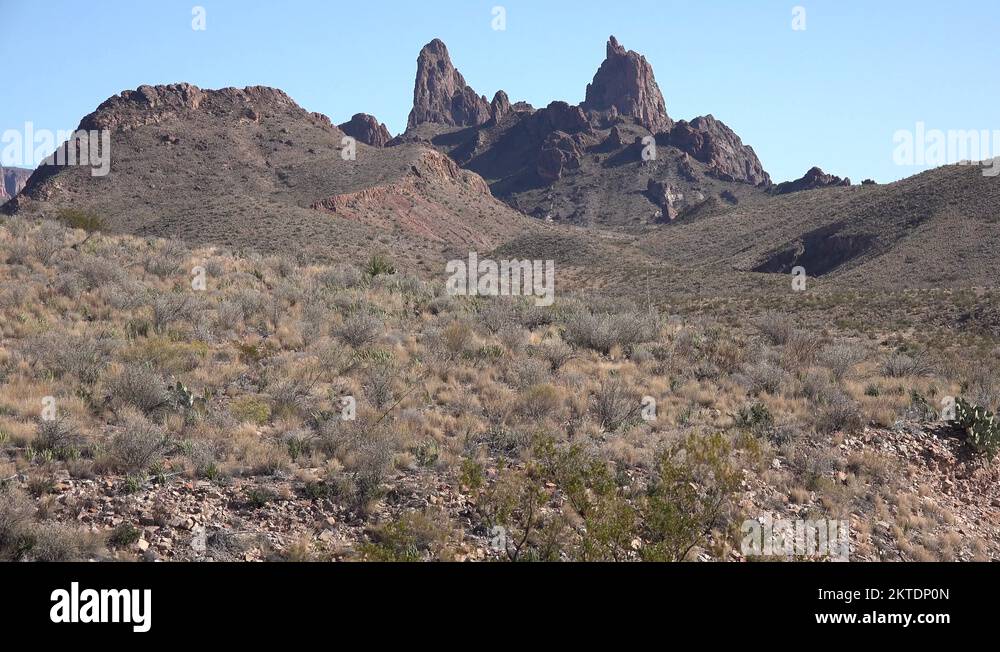 Mule ears Stock Videos & Footage - HD and 4K Video Clips - Alamy
