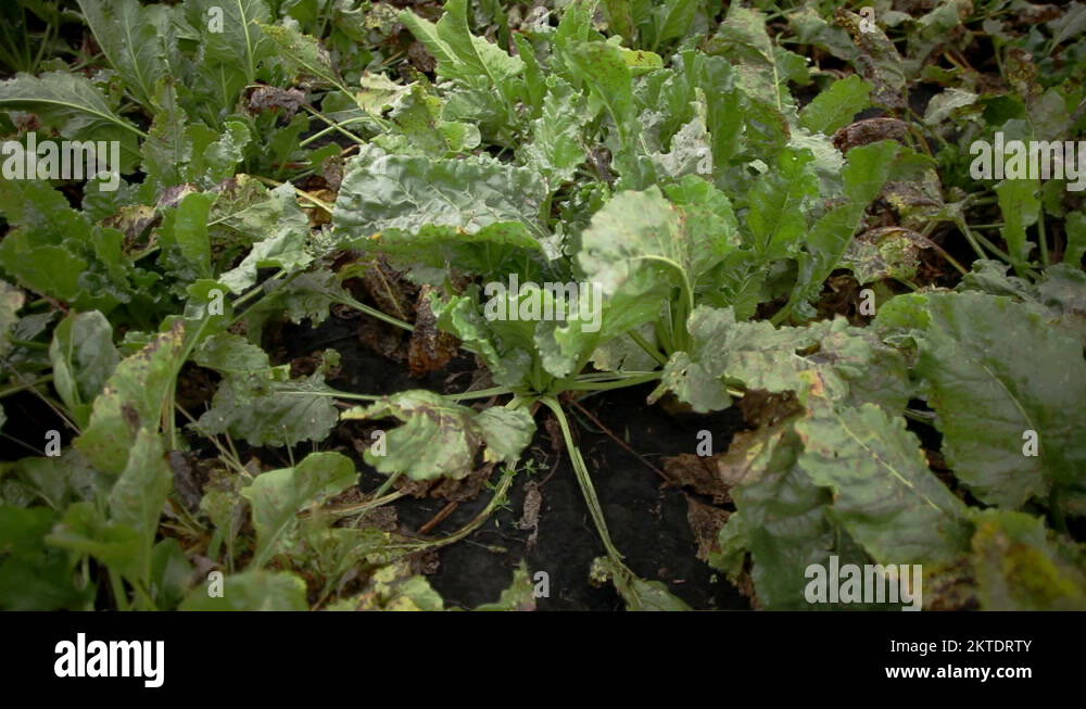 Decaying plants Stock Videos & Footage - HD and 4K Video Clips - Alamy