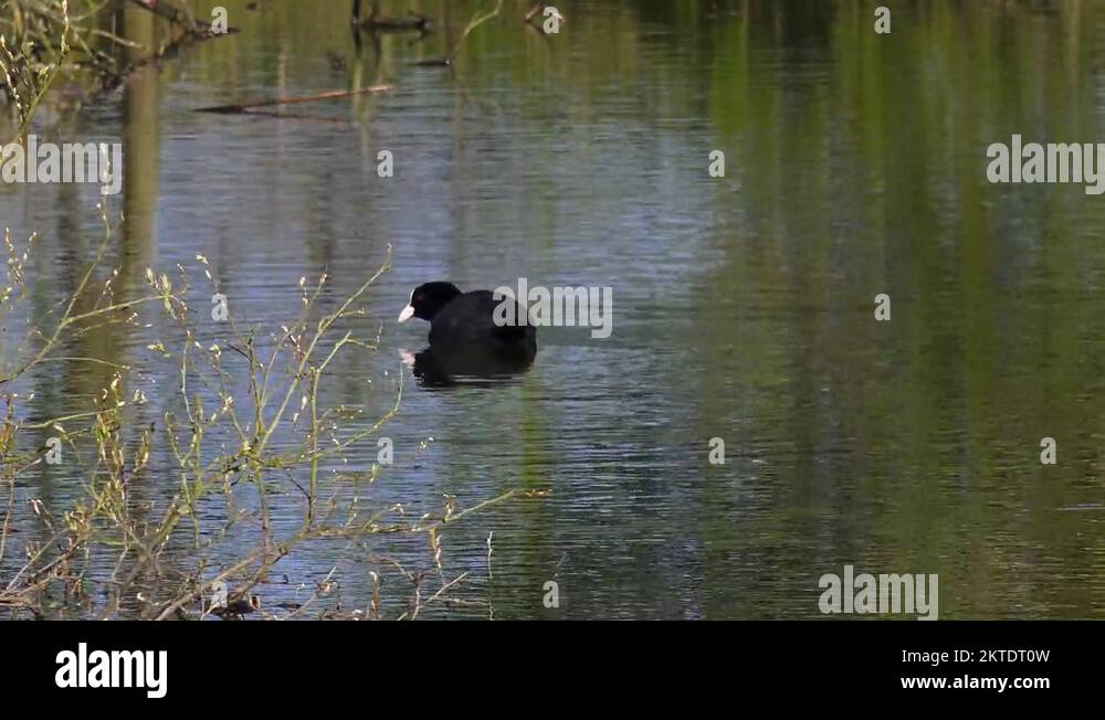 Swimming pool bird Stock Videos & Footage - HD and 4K Video Clips - Alamy