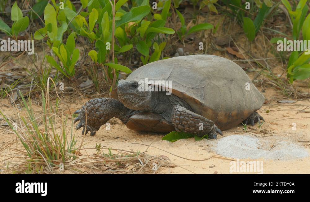 Gopher Tortoises Gopherus Polyphemus Stock Videos And Footage Hd And 4k