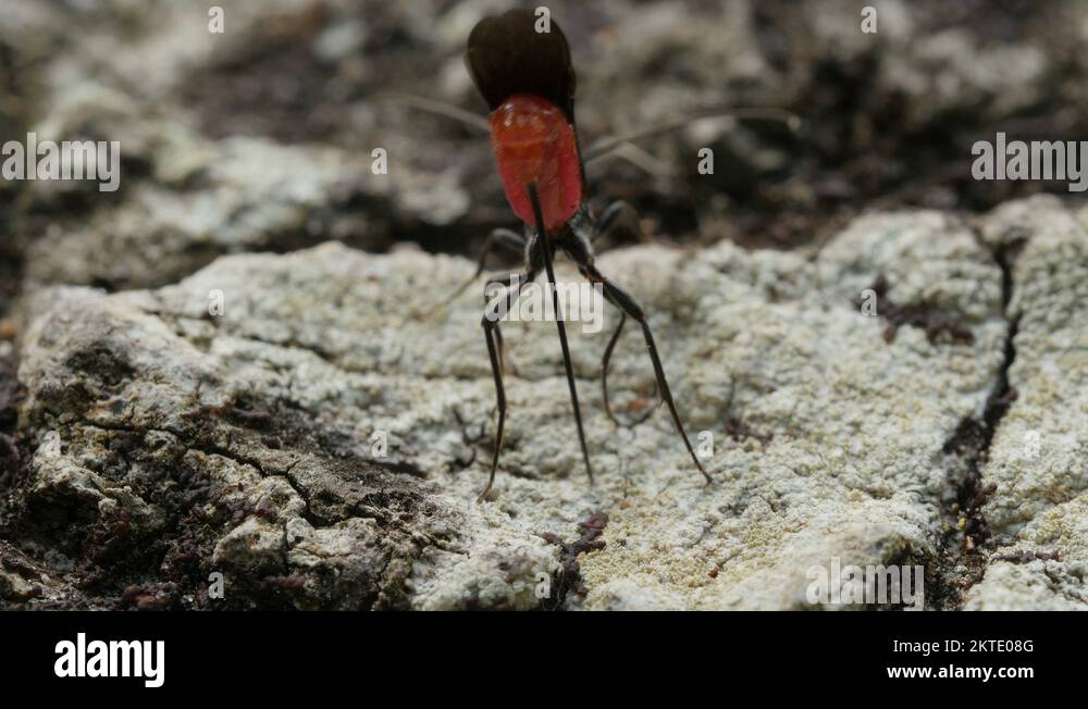 4K Braconid Wasp (Atanycolus sp) - Female Ovipositing Stock Video ...