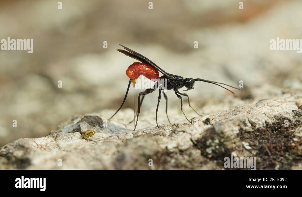 Braconid wasps braconidae insecta Stock Videos & Footage - HD and 4K ...
