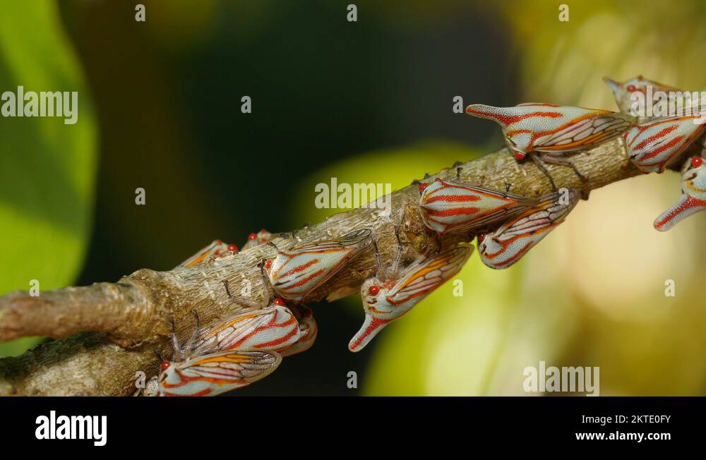 Colony oak treehoppers platycotis vittata Stock Videos & Footage - HD ...