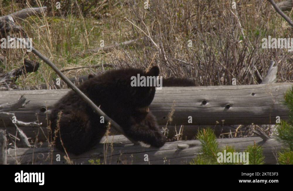 Itch on arm Stock Videos & Footage - HD and 4K Video Clips - Alamy