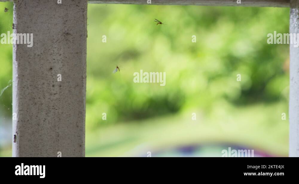 Mosquitos anopheles Stock Videos & Footage - HD and 4K Video Clips - Alamy