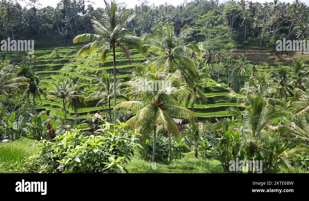Rice padi paddy bali indonesia Stock Videos & Footage - HD and 4K Video ...