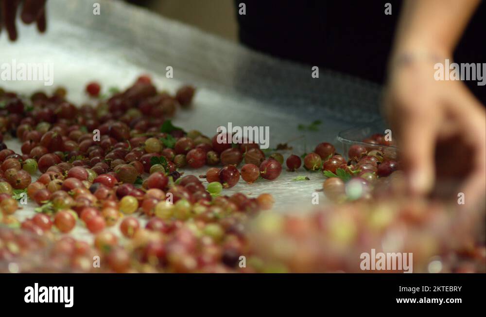 Punnets of fruit Stock Videos & Footage - HD and 4K Video Clips - Alamy