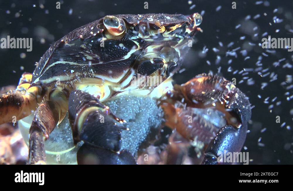 Reproduction of marble crab (Pachygrapsus marmoratus Stock Video ...