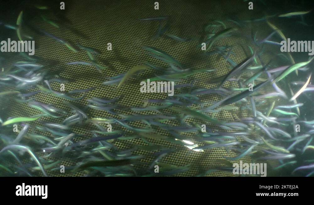Fishing net nets Stock Videos & Footage - HD and 4K Video Clips - Alamy