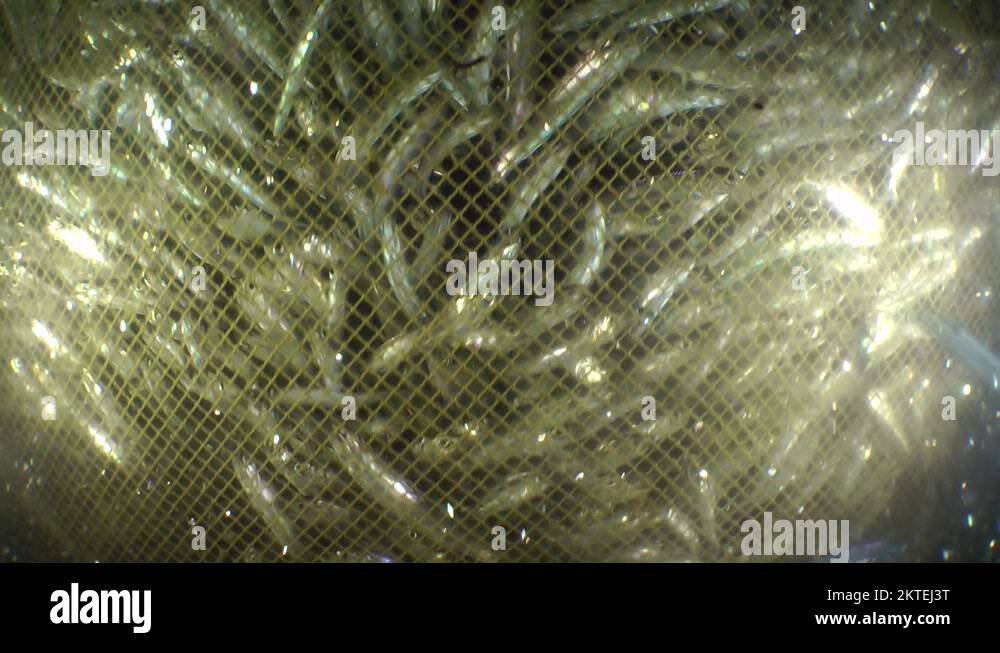 Trawl fish Stock Videos & Footage - HD and 4K Video Clips - Alamy