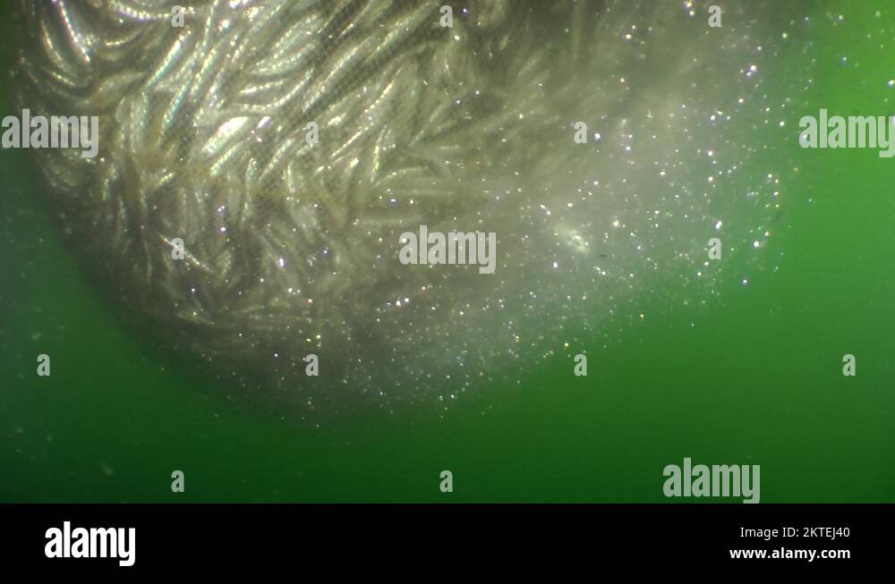 Commercial fishing trawler full nets Stock Videos & Footage - HD and 4K ...