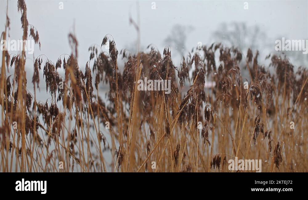 Cold ears Stock Videos & Footage - HD and 4K Video Clips - Alamy