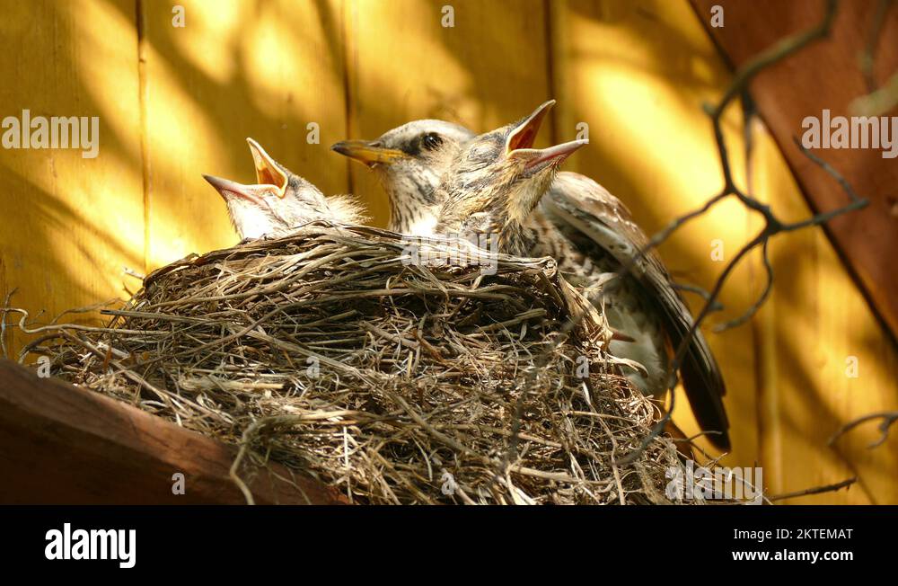 Funny bird in nest Stock Videos & Footage - HD and 4K Video Clips - Alamy