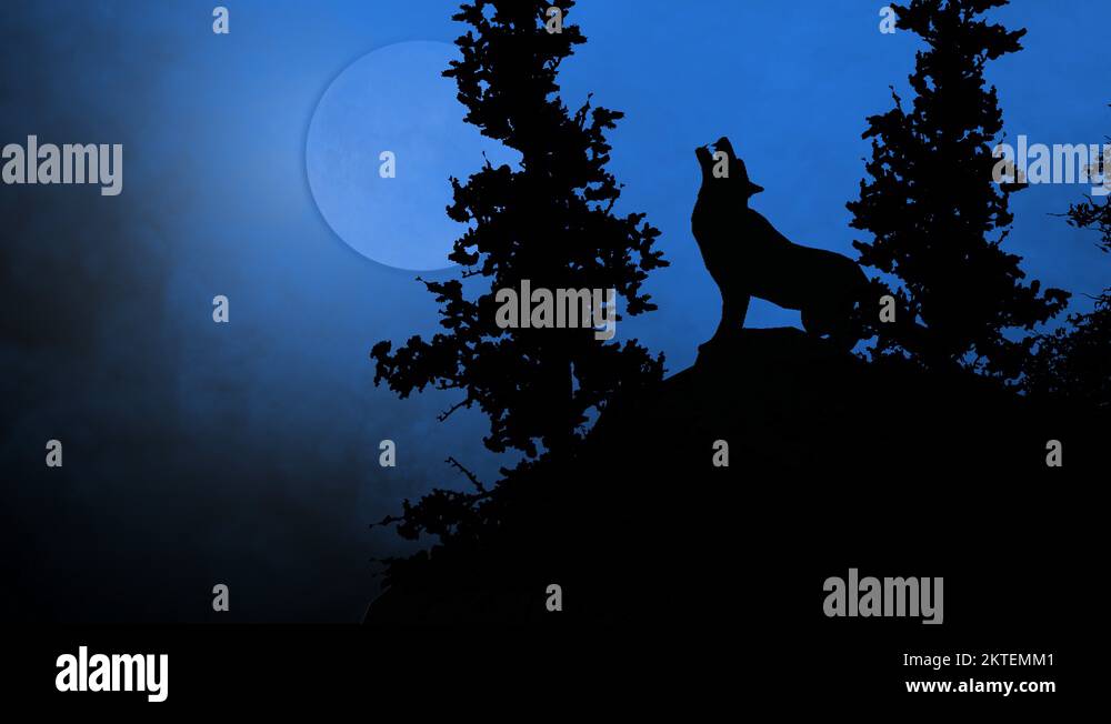 Wolf howling at moon Stock Videos & Footage - HD and 4K Video Clips - Alamy