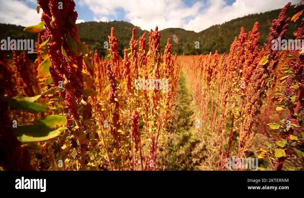 Grain field andes peru Stock Videos & Footage - HD and 4K Video Clips ...