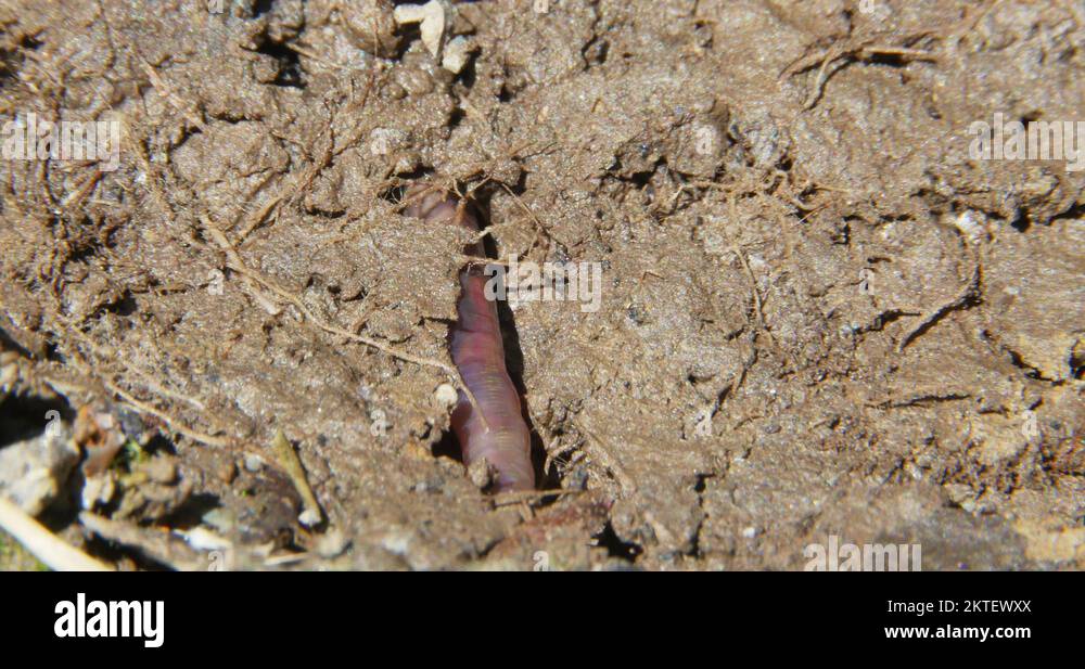 Fisher Man Trying to Catch Earth Worm Macro Close Up, 4K Stock Video ...