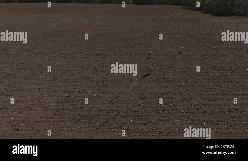 Whitetail deer field Stock Videos & Footage - HD and 4K Video Clips - Alamy