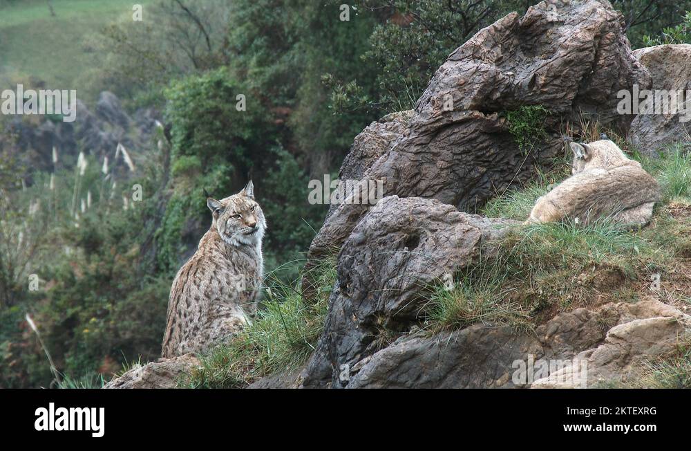 Pair of rocks Stock Videos & Footage - HD and 4K Video Clips - Alamy