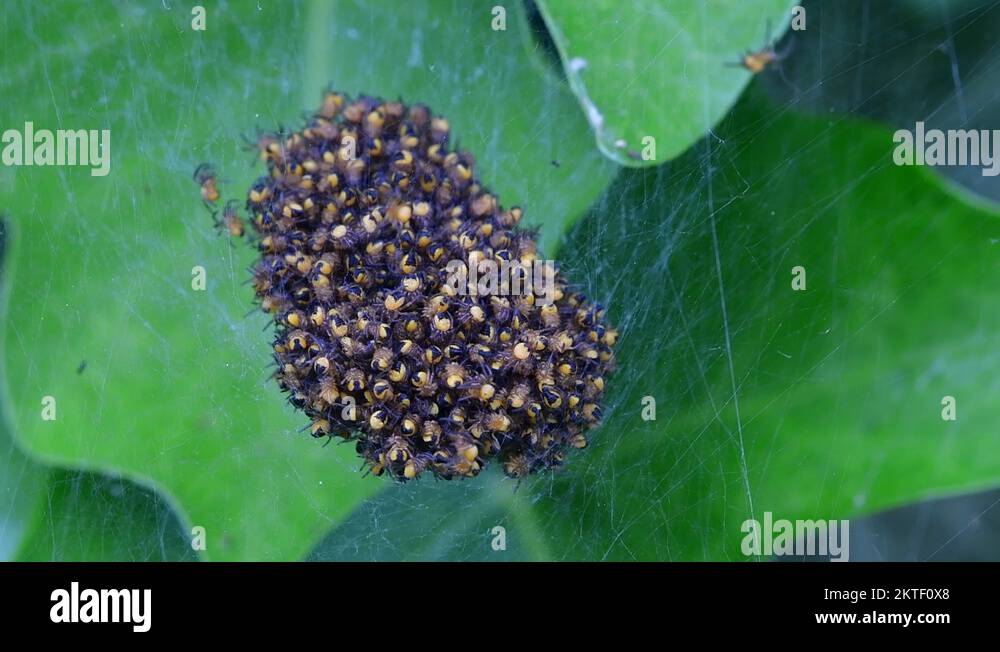Spider cluster Stock Videos & Footage - HD and 4K Video Clips - Alamy