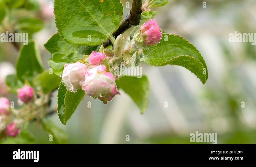 Closed bud Stock Videos & Footage - HD and 4K Video Clips - Alamy