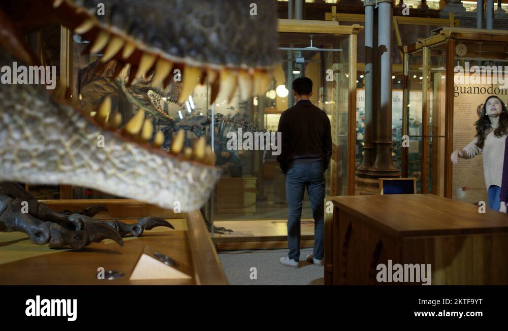 Dinosaur museum model Stock Videos & Footage - HD and 4K Video Clips ...
