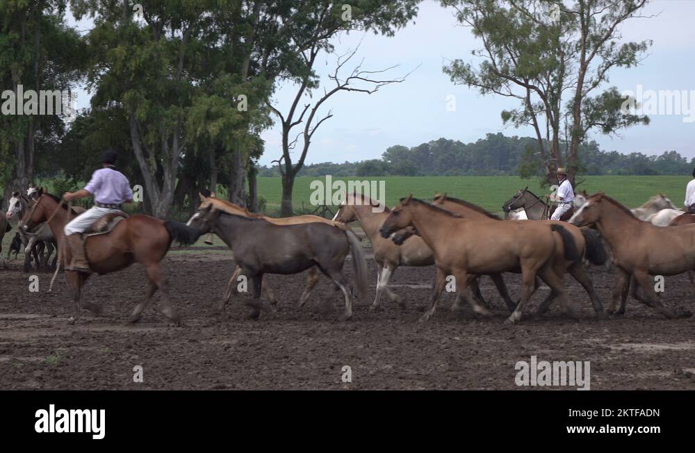 Traditional horsemanship Stock Videos & Footage - HD and 4K Video Clips ...