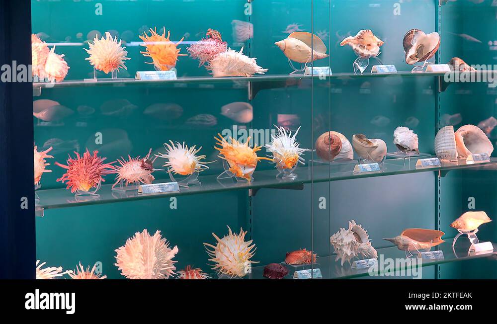 Underwater exploration Stock Videos & Footage - HD and 4K Video Clips ...