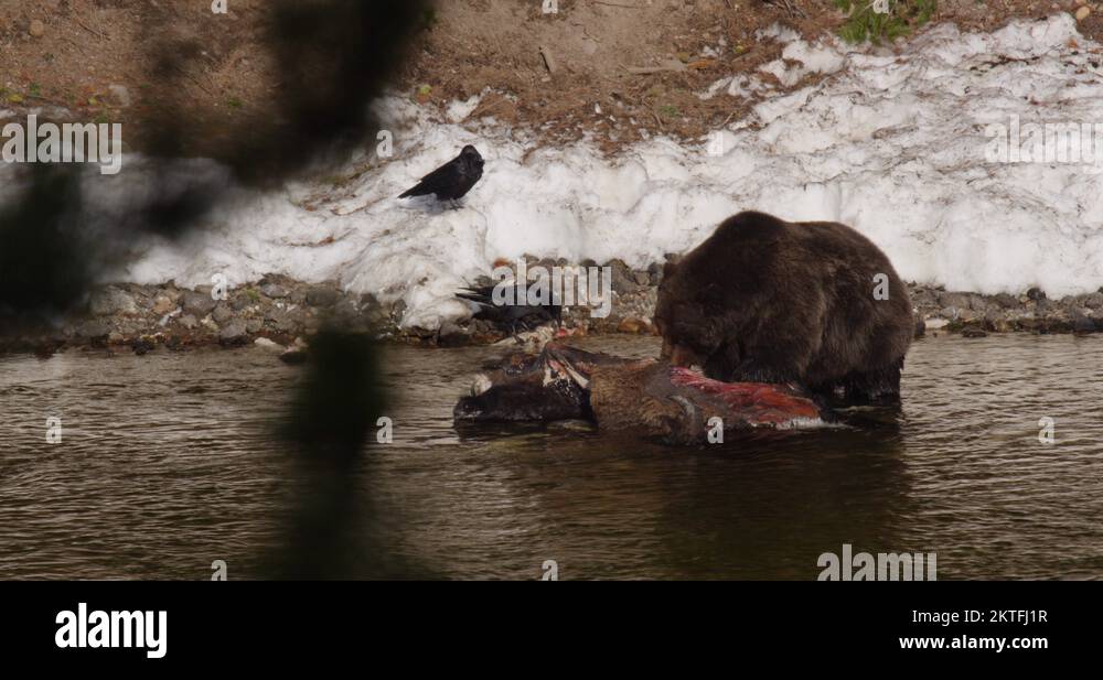Yellowstone bear bison Stock Videos & Footage - HD and 4K Video Clips ...