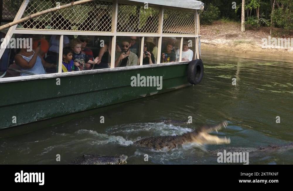 Saltwater crocodiles river Stock Videos & Footage - HD and 4K Video ...