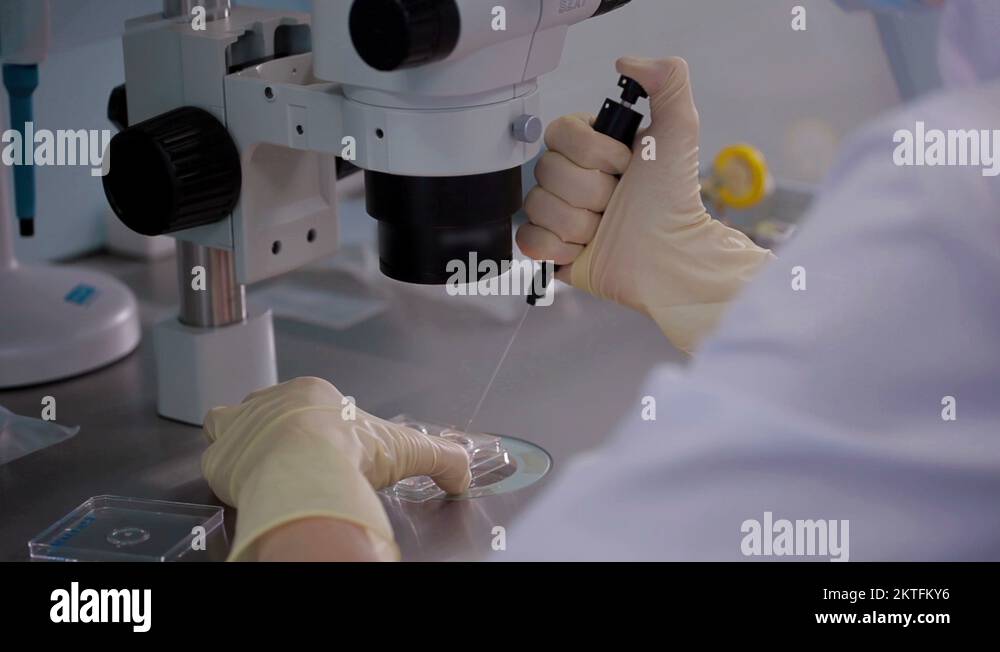 Human egg cell microscope Stock Videos & Footage - HD and 4K Video ...