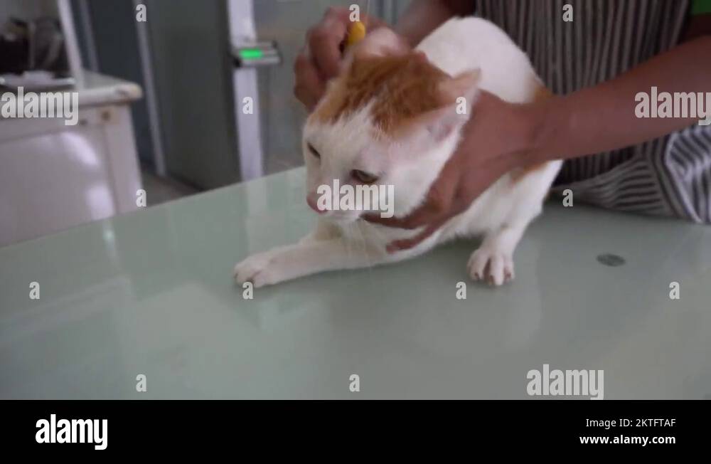 Cat scared Stock Videos & Footage - HD and 4K Video Clips - Alamy