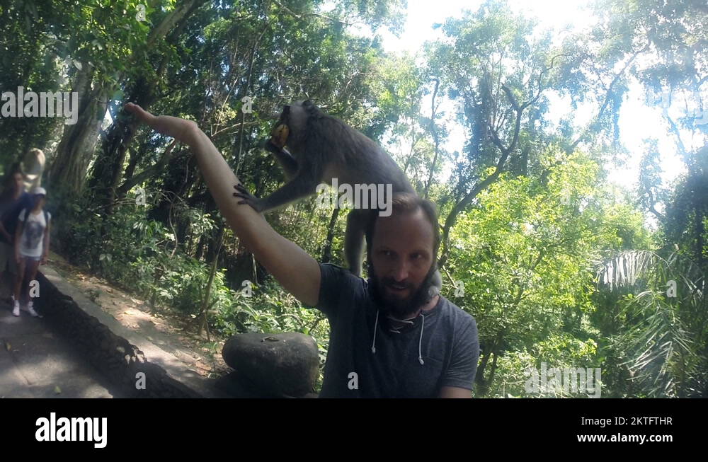 Man feeding monkey Stock Videos & Footage - HD and 4K Video Clips - Alamy