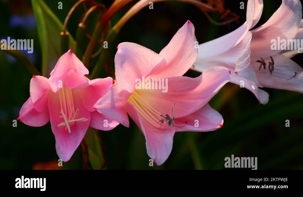 Lily flowers Stock Videos & Footage - HD and 4K Video Clips - Alamy