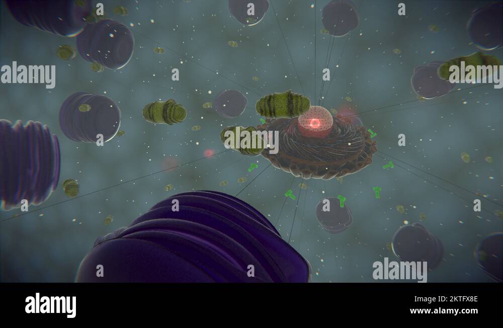 Cell nucleus cytoplasm Stock Videos & Footage - HD and 4K Video Clips ...