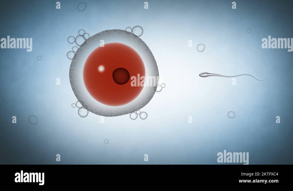 Gamete formation Stock Videos & Footage - HD and 4K Video Clips - Alamy