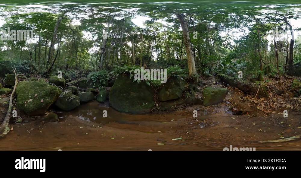 Eastern australian temperate forests Stock Videos & Footage - HD and 4K ...