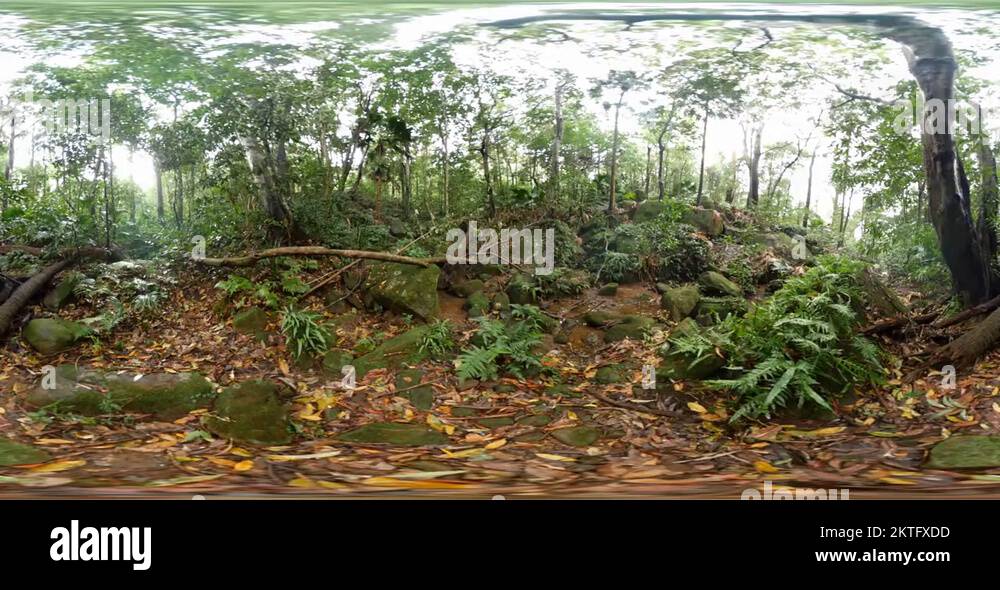 Ancient gondwana rainforest Stock Videos & Footage - HD and 4K Video ...