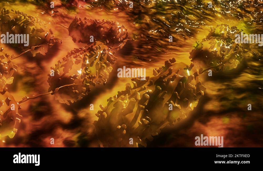 Microscopic View Of Escherichia Coli Bacteria Commonly Known As E Coli Stock Video Footage Alamy