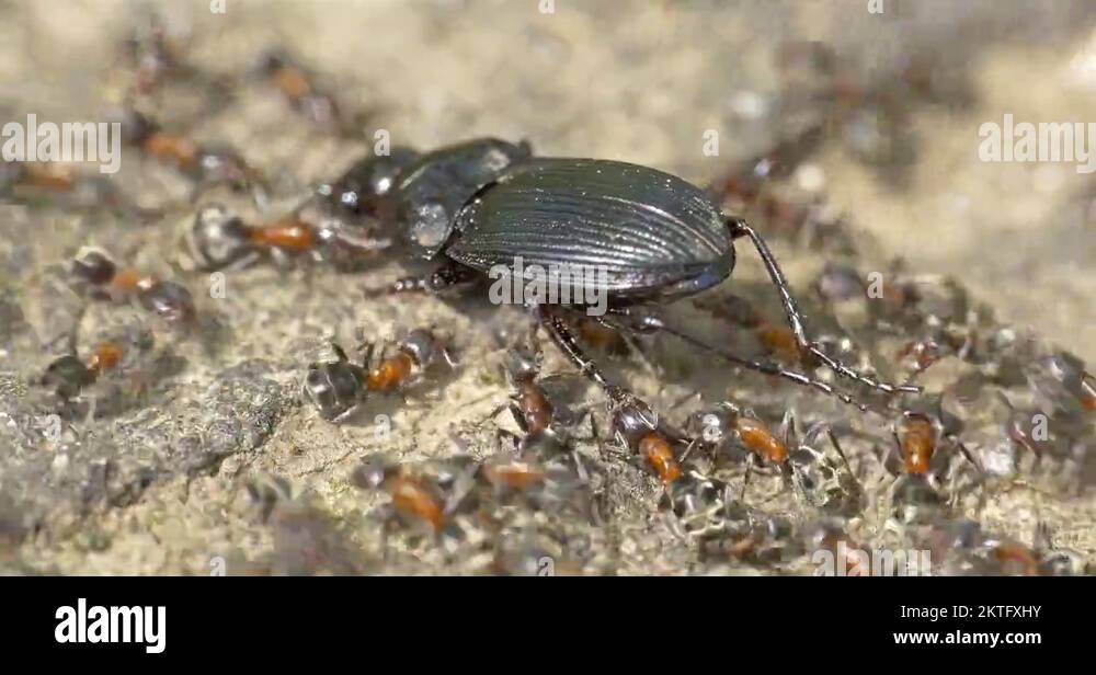 Eating beetle Stock Videos & Footage - HD and 4K Video Clips - Alamy