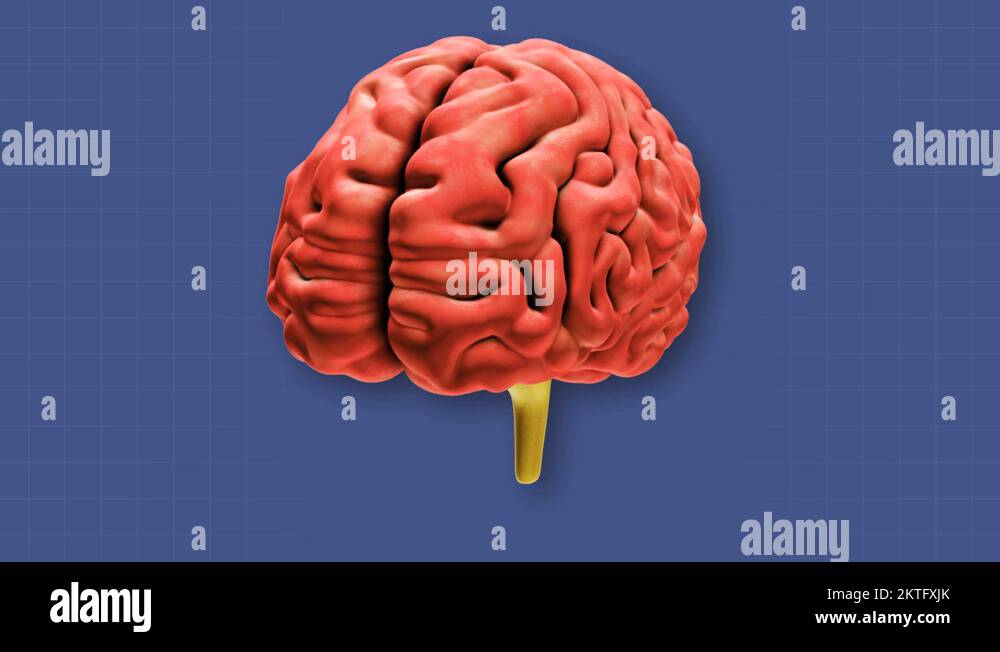 Rotating model of human brain highlighting the different lobes Stock ...