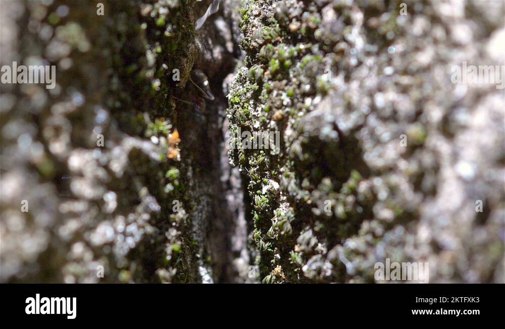 Ants pattern Stock Videos & Footage - HD and 4K Video Clips - Alamy