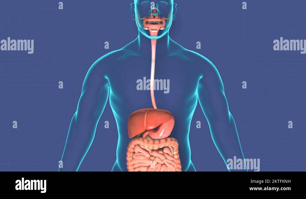 Human digestive system organs Stock Videos & Footage - HD and 4K Video ...