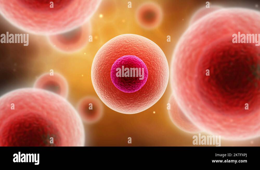 Microscopic visualization of cell division Stock Video Footage - Alamy