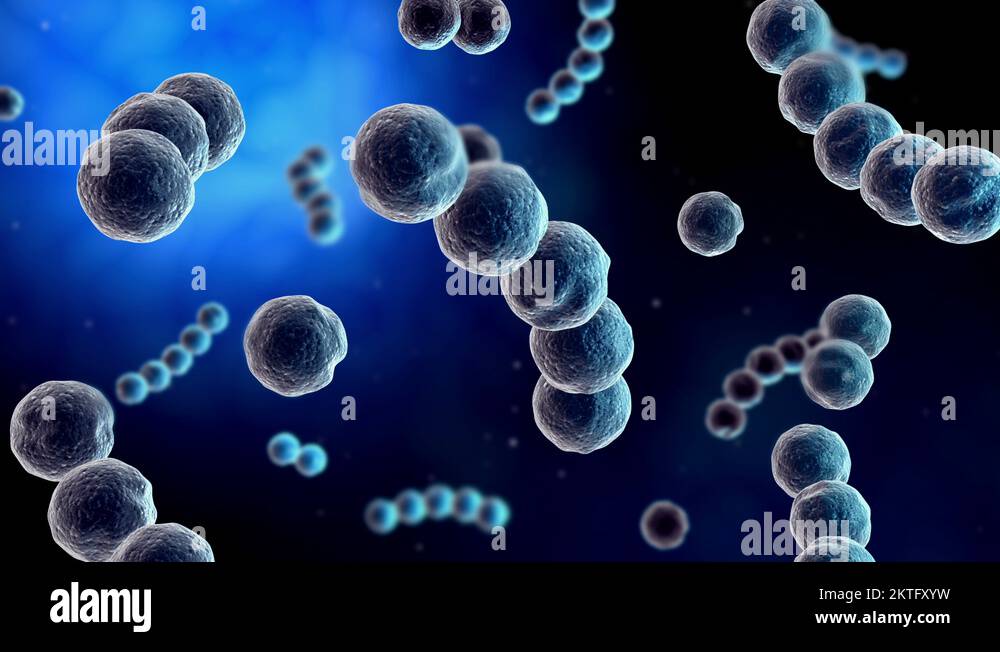 Microscopic visualization of streptococcus Stock Video Footage - Alamy